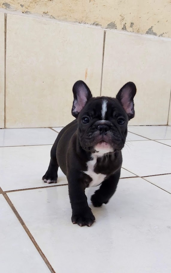 Filhote de Bulldog Francês Disponivel - Canil Nanfe